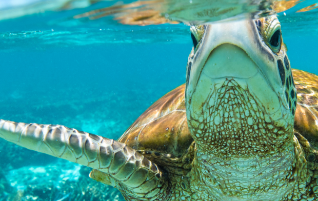 Educational School Tours to Bundaberg - WorldStrides Australia