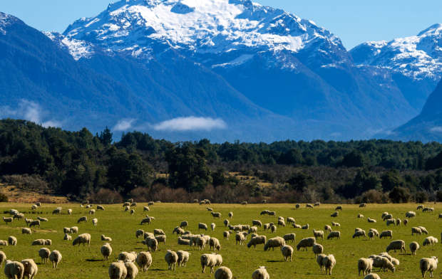 9 interesting facts about New Zealand - WorldStrides Australia